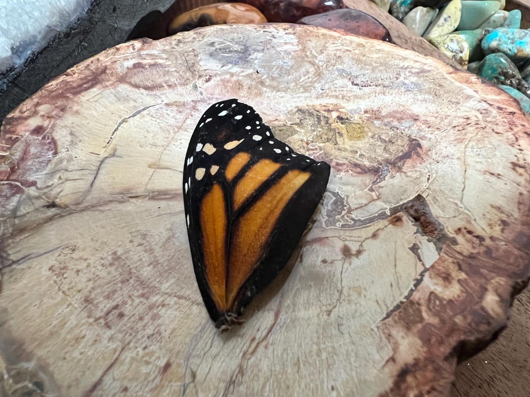Real Monarch Butterfly Wing - Etsy