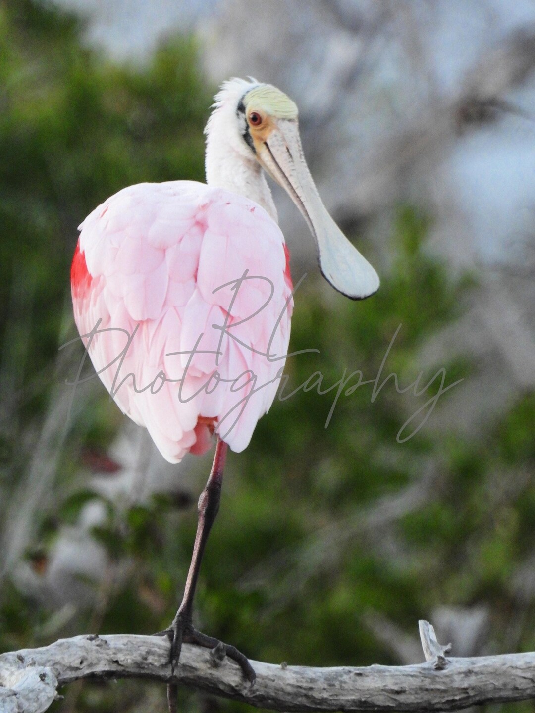 Roseate Spoonbill, Spoonbill Bird, Florida Birds, J.N. Ding Darling ...