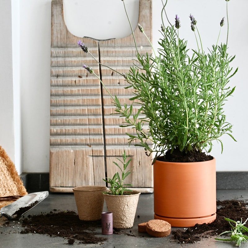 Lavender Kitchen - Etsy