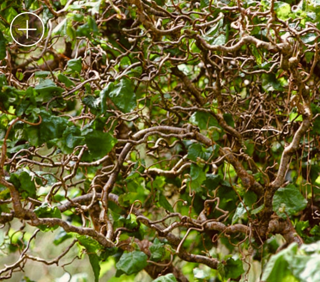 Harry Lauder Walking Stick Curly Twisted Branches Twigs or Cuttings for ...