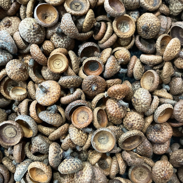 Acorn Ornaments - Etsy