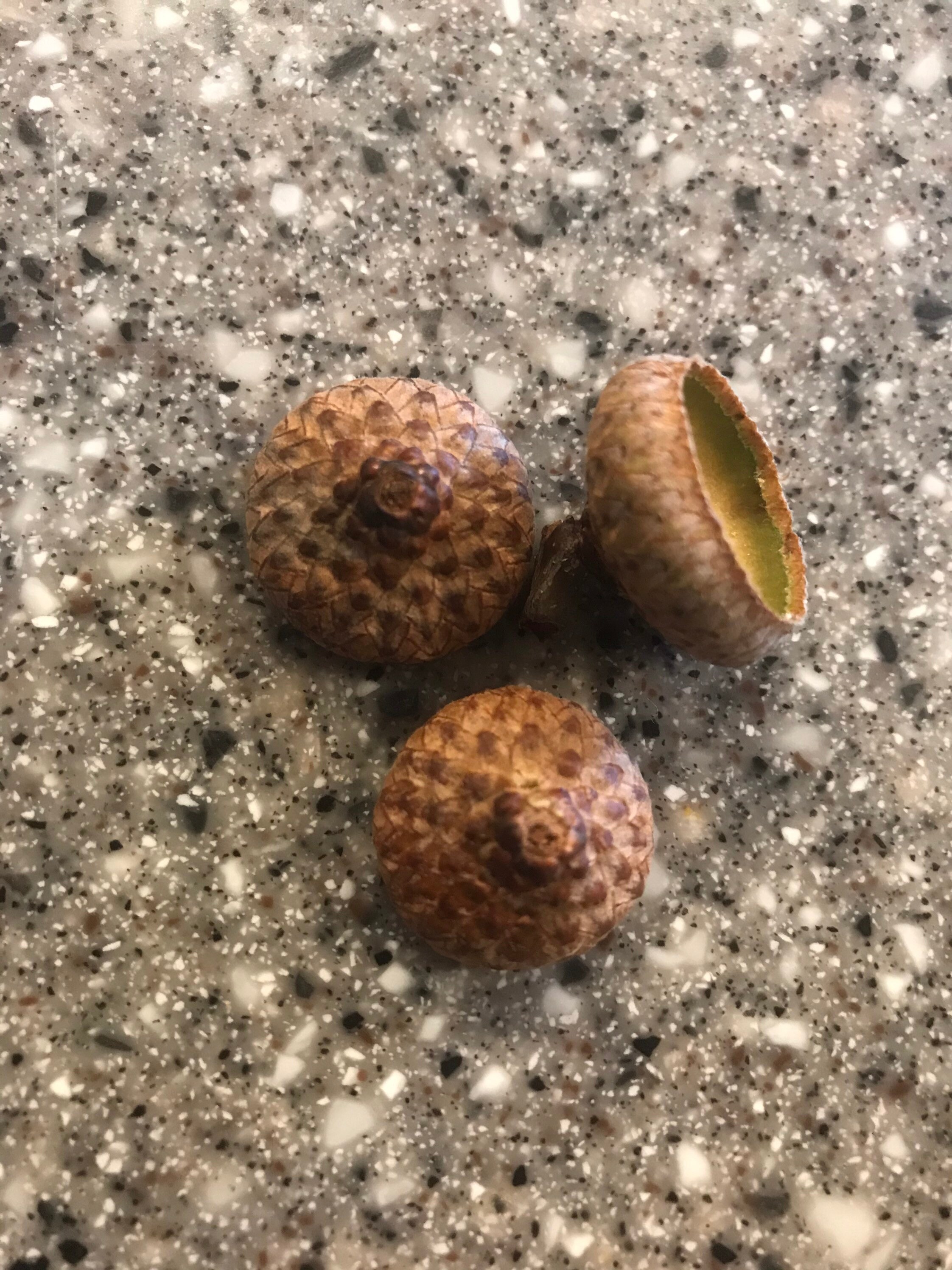 Acorn Large Caps 100 - Etsy