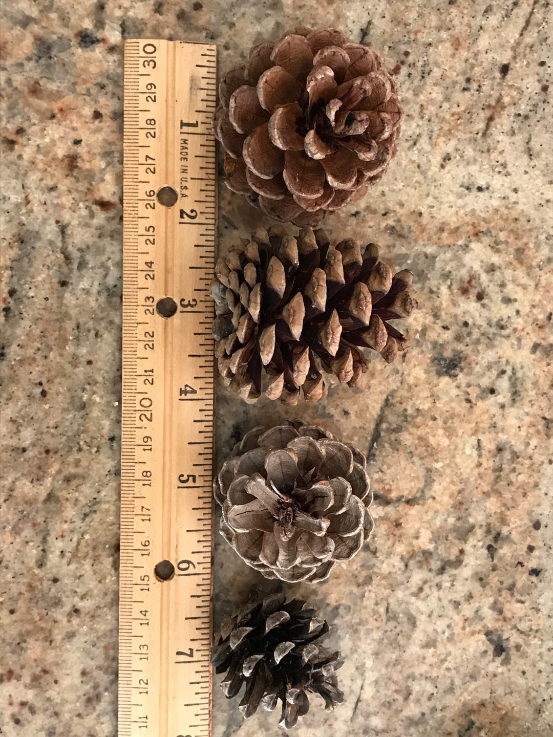 Red Pine Cones, Medium Pine Cones, Small Pine Cones, Organic Pine Cones ...