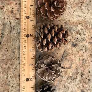 Red Pine Cones, Medium Pine Cones, Small Pine Cones, Organic Pine Cones, Diy Decorative Accent ...