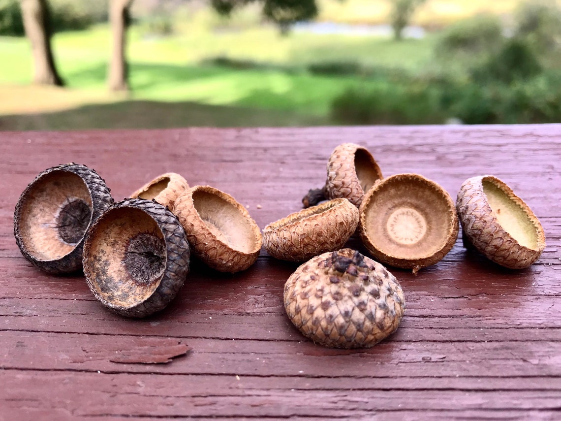 Acorn Large Caps 100 | Etsy