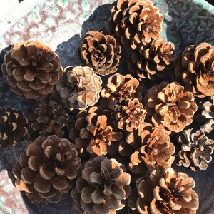 Red Pine Cones, Medium Pine Cones, Small Pine Cones, Organic Pine Cones, Diy Decorative Accent ...