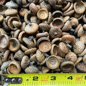 100 Medium to Small Acorn Caps - Etsy