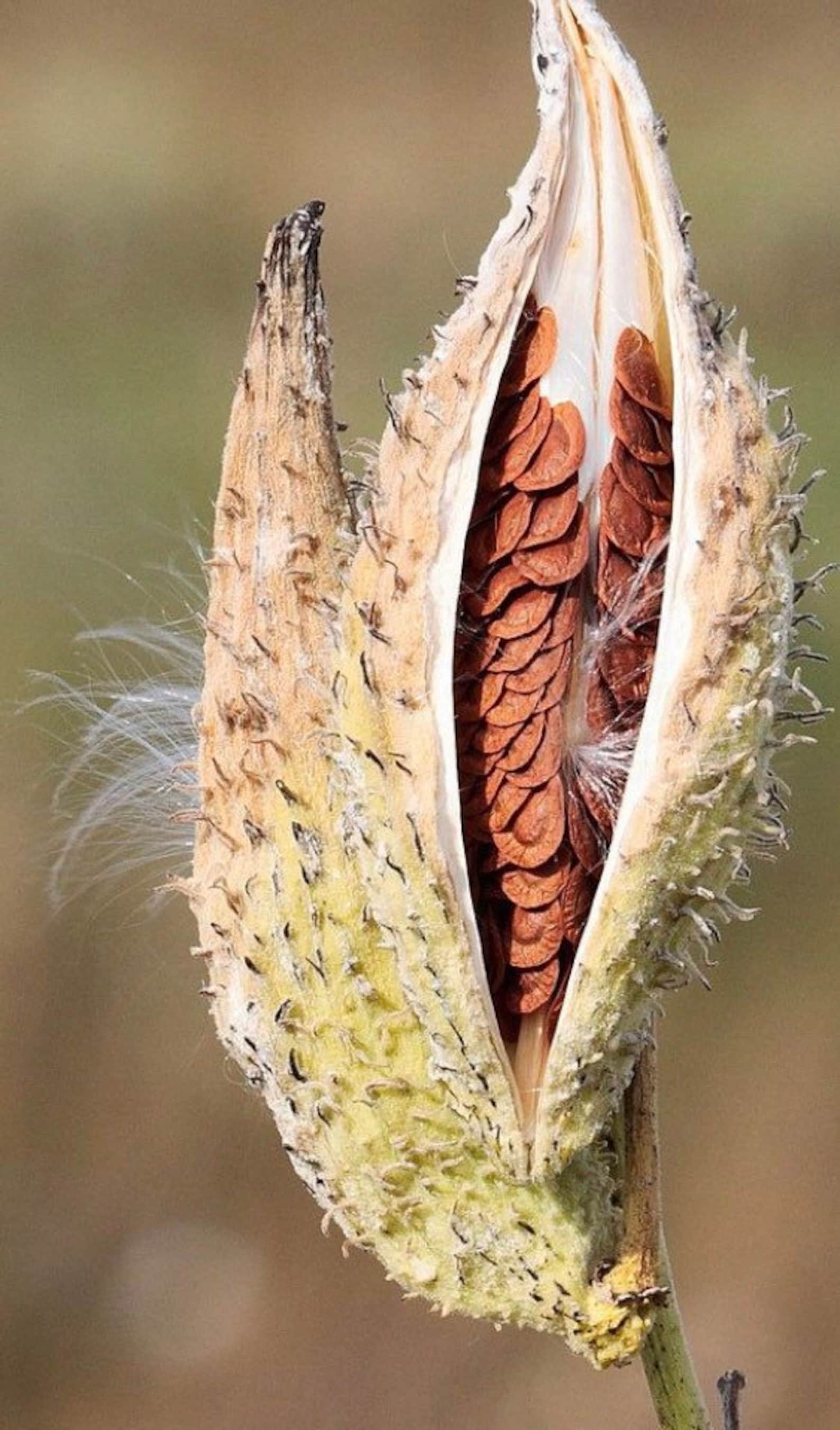 Milkweed Pods