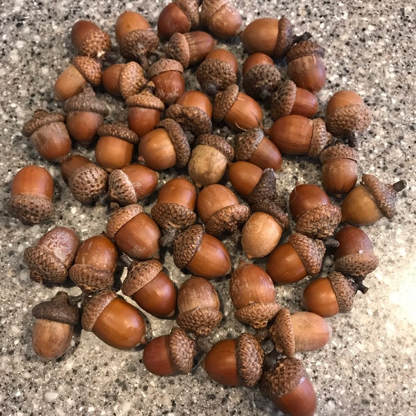 Large Acorns - Etsy
