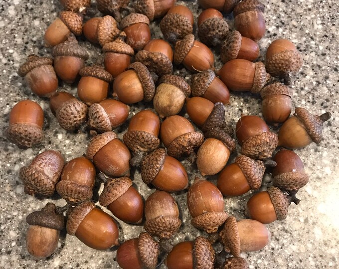 LARGE Acorns Extra Large Acorns Natural Acorns Real Acorns Thanksgiving ...