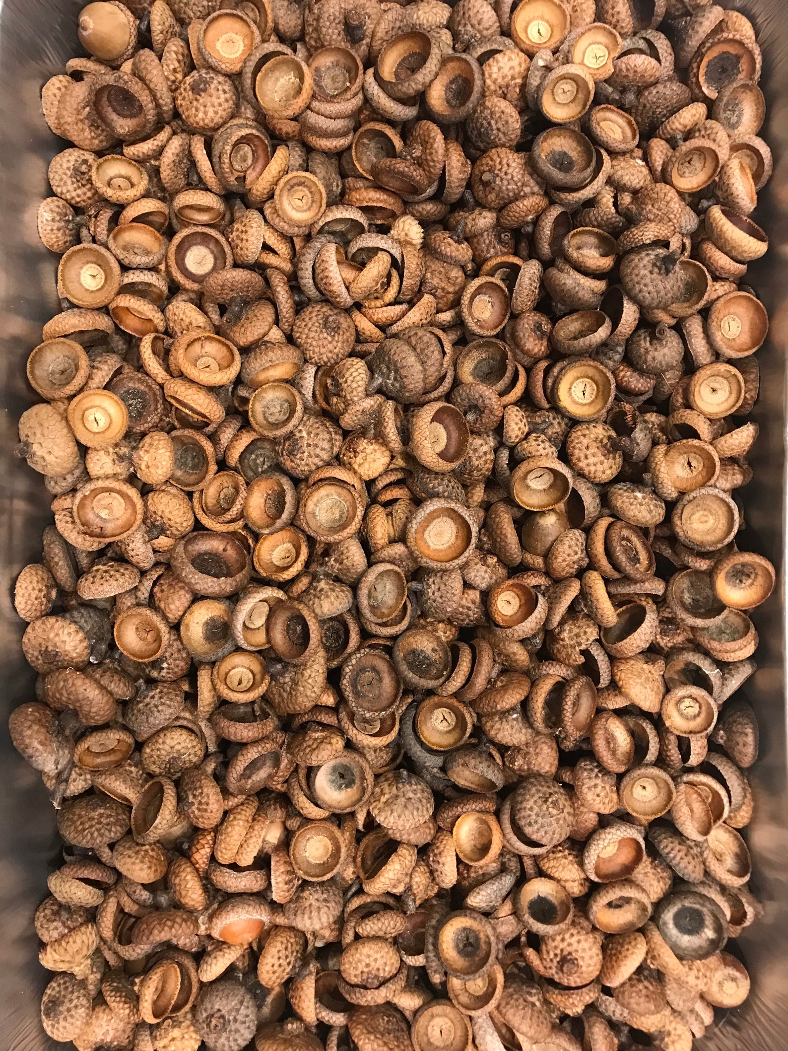 Acorn Large Caps 100 | Etsy