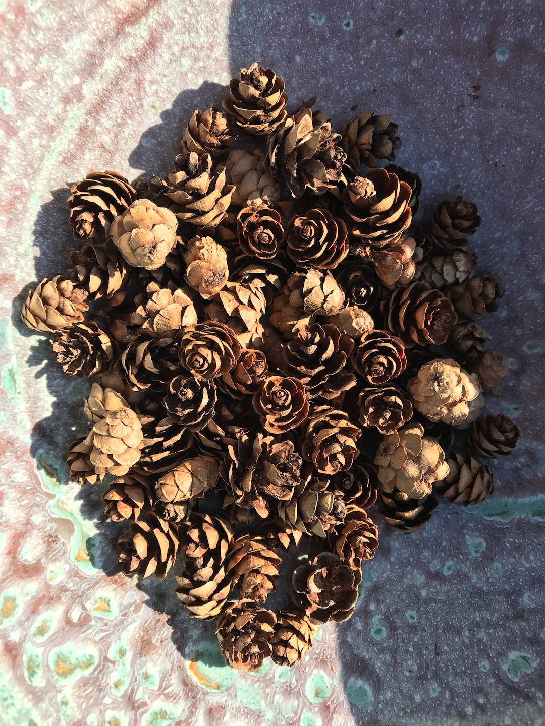 Mini Pine Cones, Hemlock Pine Cones, Fairy Garden Supplies, Pine Cone Vase Filler, Diy Potpourri ...