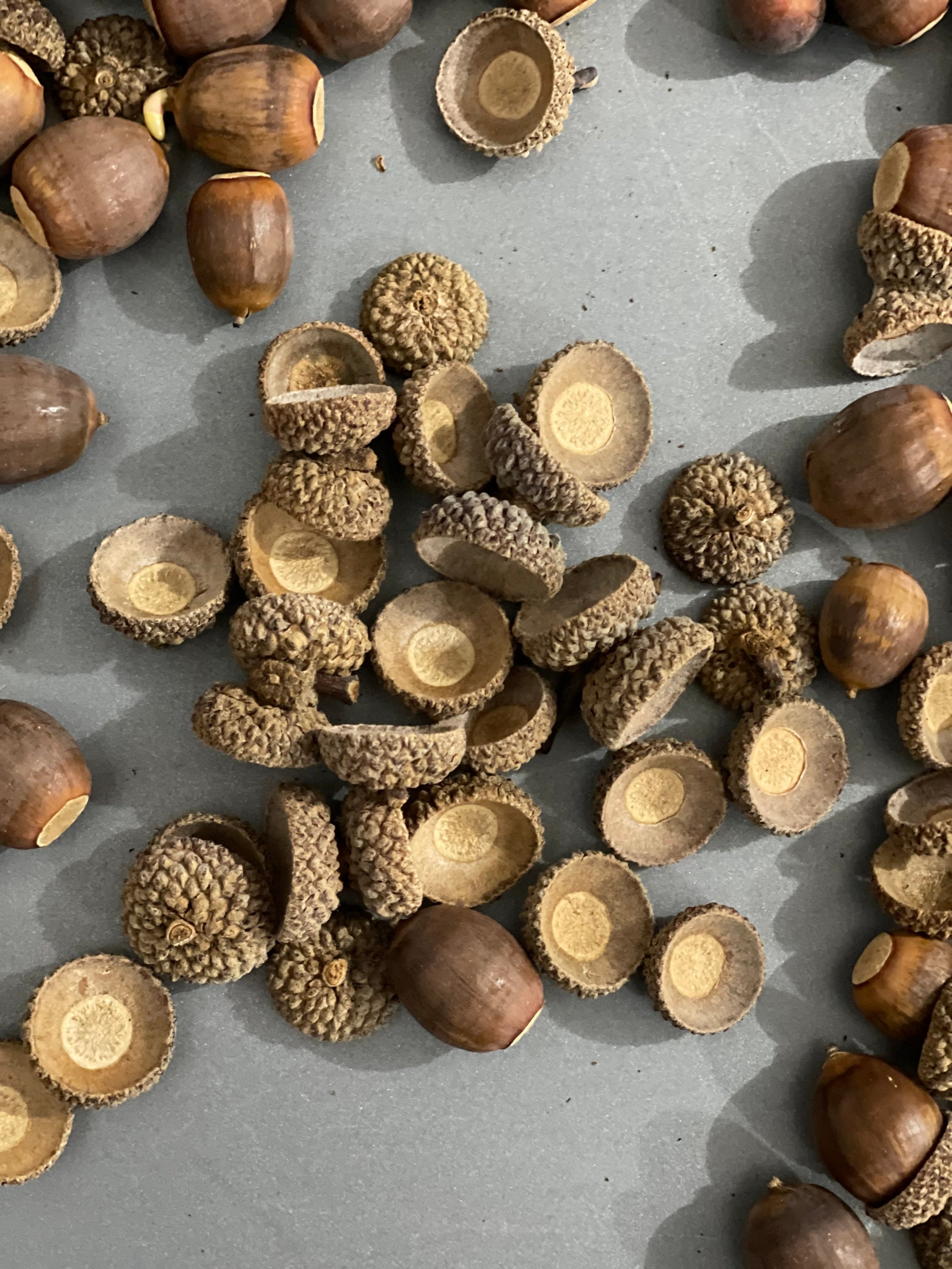 White Oak Acorn Caps - Etsy