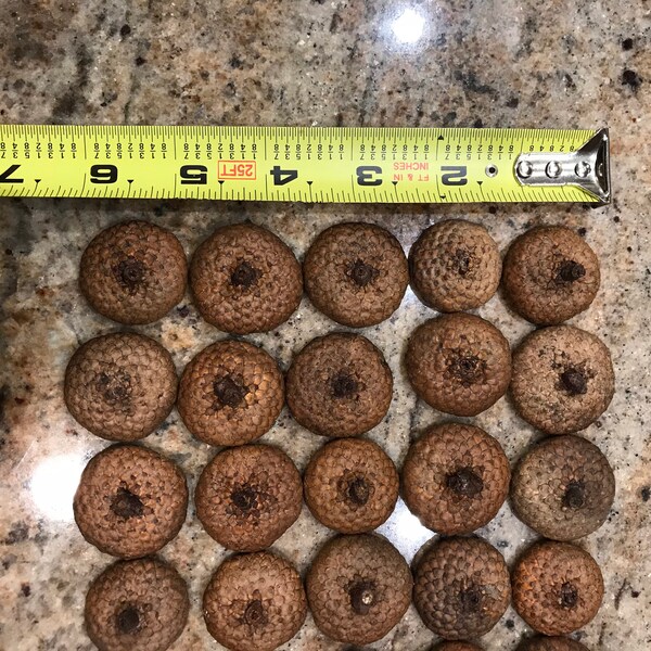 Acorn Caps - Etsy