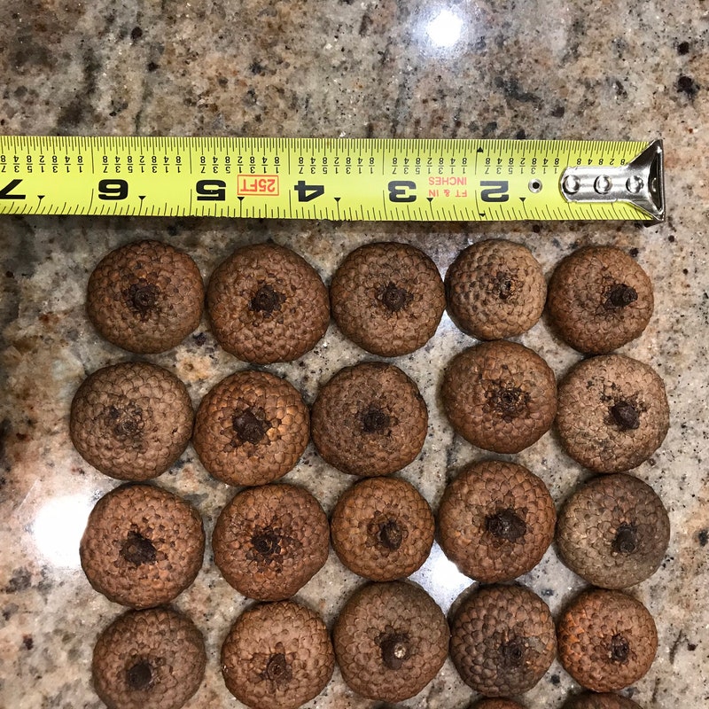Acorn Caps - Etsy