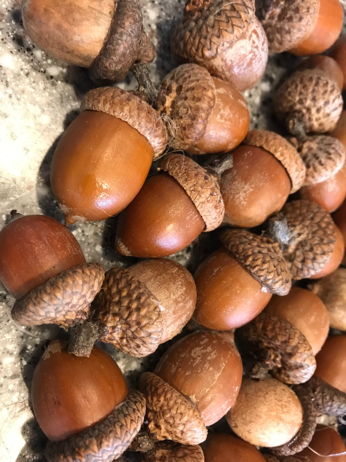 Whole Large Natural Acorns With Caps 50 | Etsy
