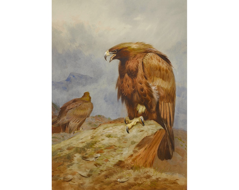Pair of Golden Eagles | Archibald Thorburn | 1899 Nature Poster Print ...