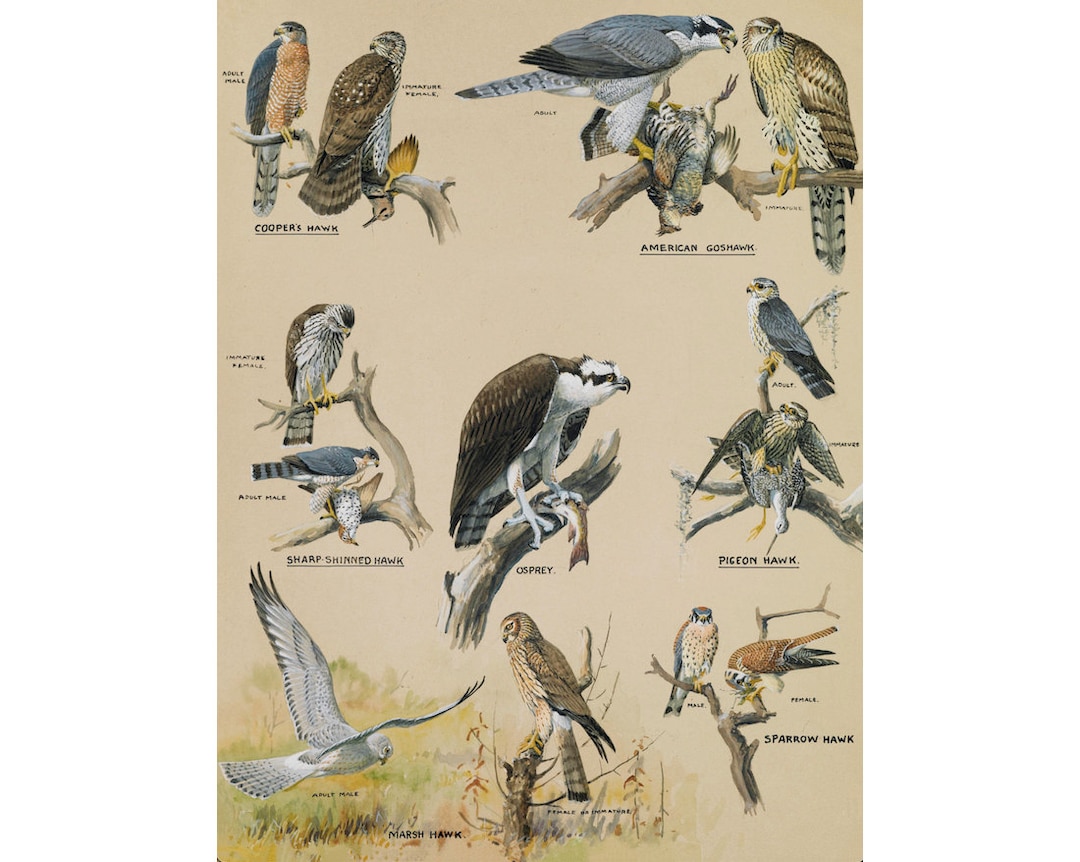 Members of the Hawk Family | Louis Agassiz Fuertes | 1920 Bird Poster ...
