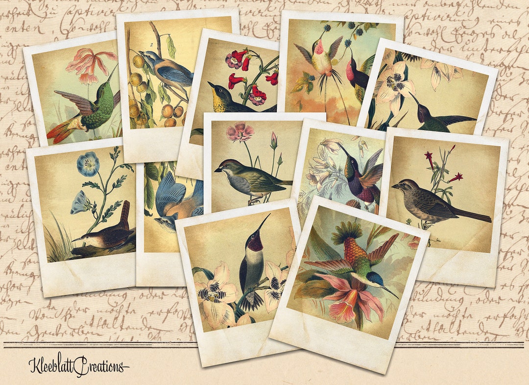 Vintage Birds Polaroid Stickers, Embellishments, Digital Download, Junk ...