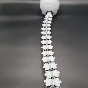 Life Size | 1:1 | Predator Trophy Skull & Spine | Articulated ...