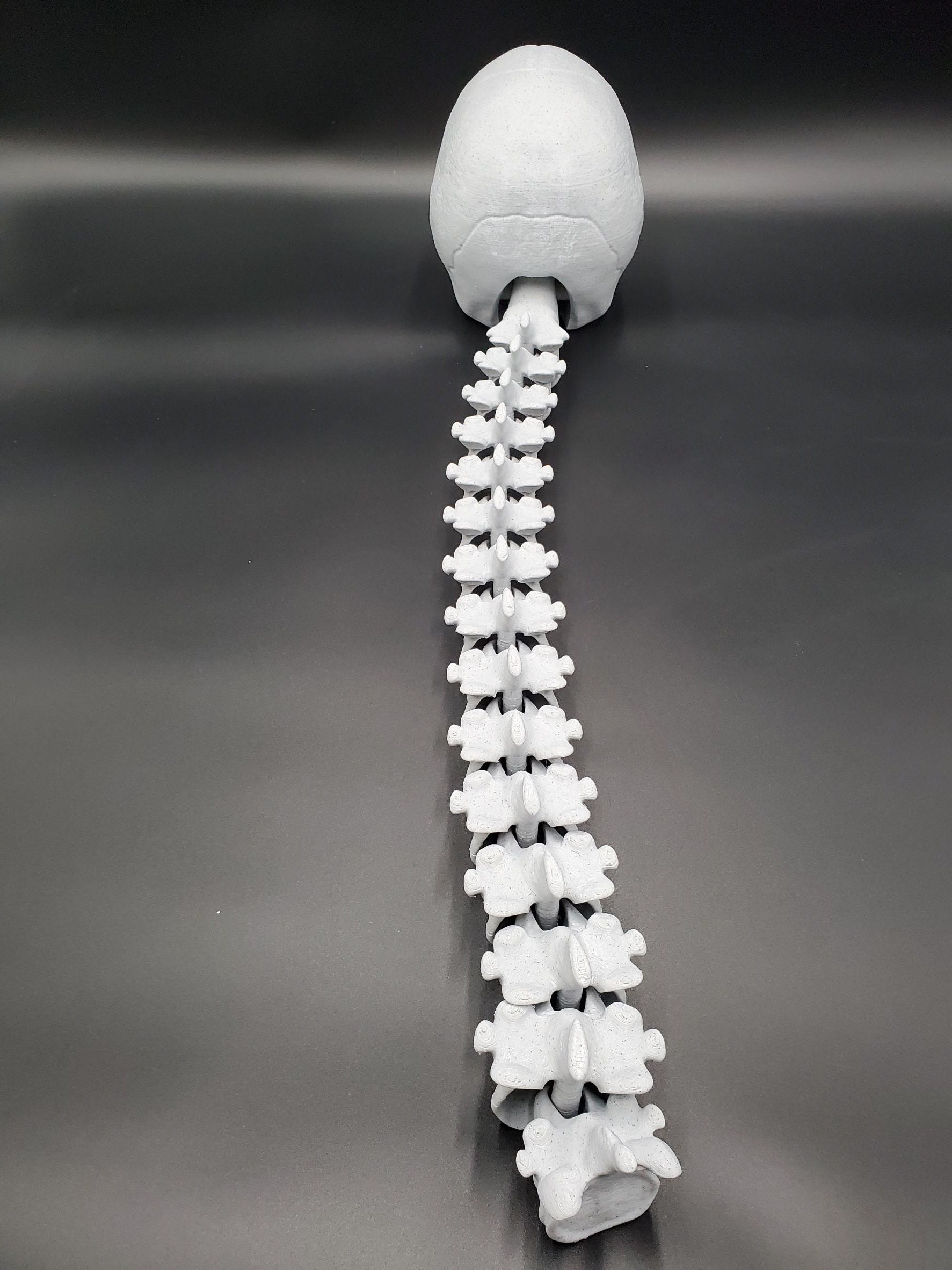 Life Size 1:1 Predator Trophy Skull & Spine Articulated - Etsy