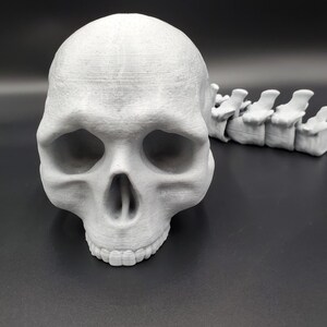 Life Size | 1:1 | Predator Trophy Skull & Spine | Articulated ...