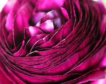 Magenta Ranunculus - Etsy