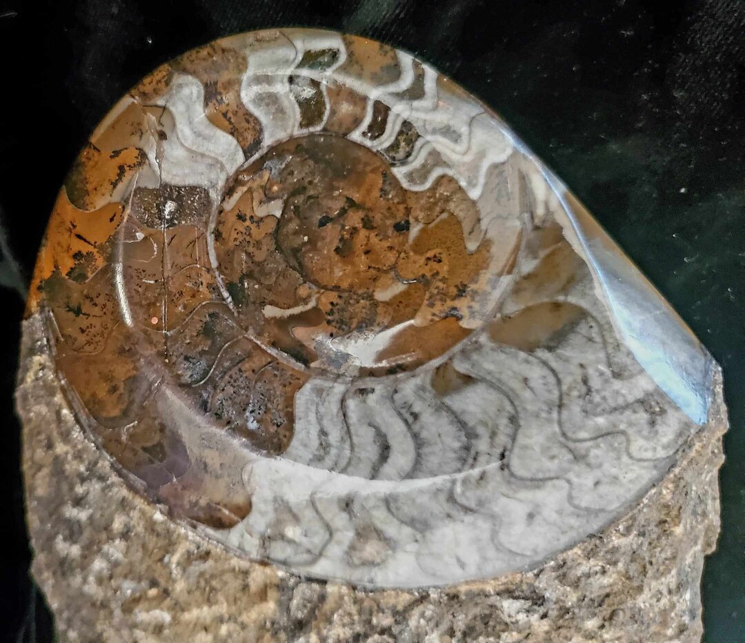 Prehistoric Slab With Two Polished Ammonites - Breathtaking! - Etsy