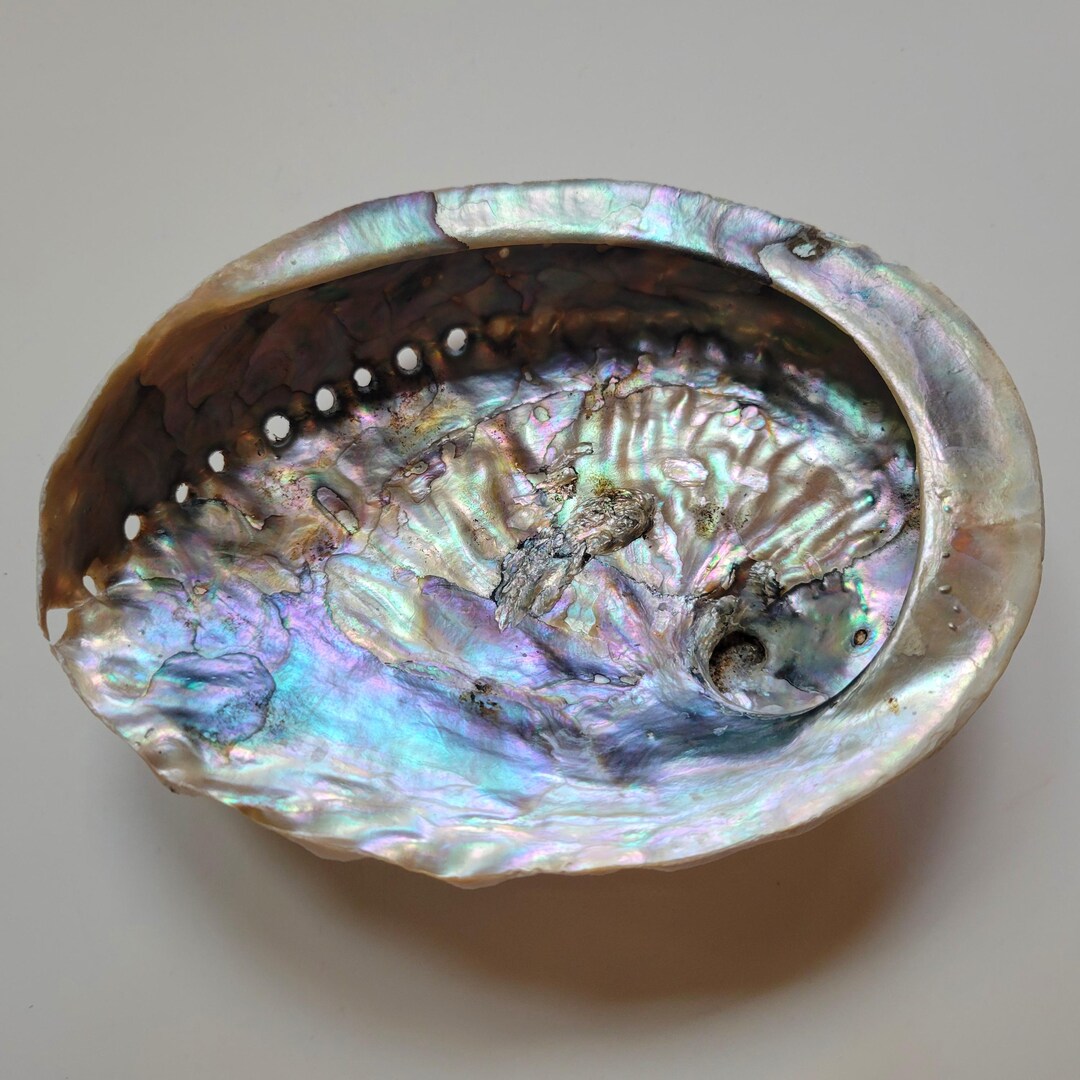 Natural Haliotis Abalone Shell Iridescent Smudge Bowl Jewelry Soap Dish ...