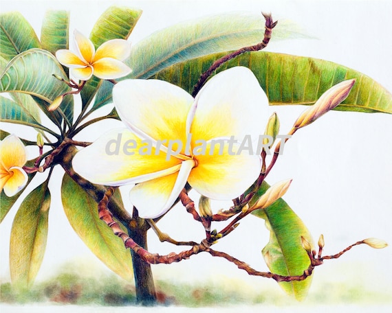 Plumeria Pencil Drawing