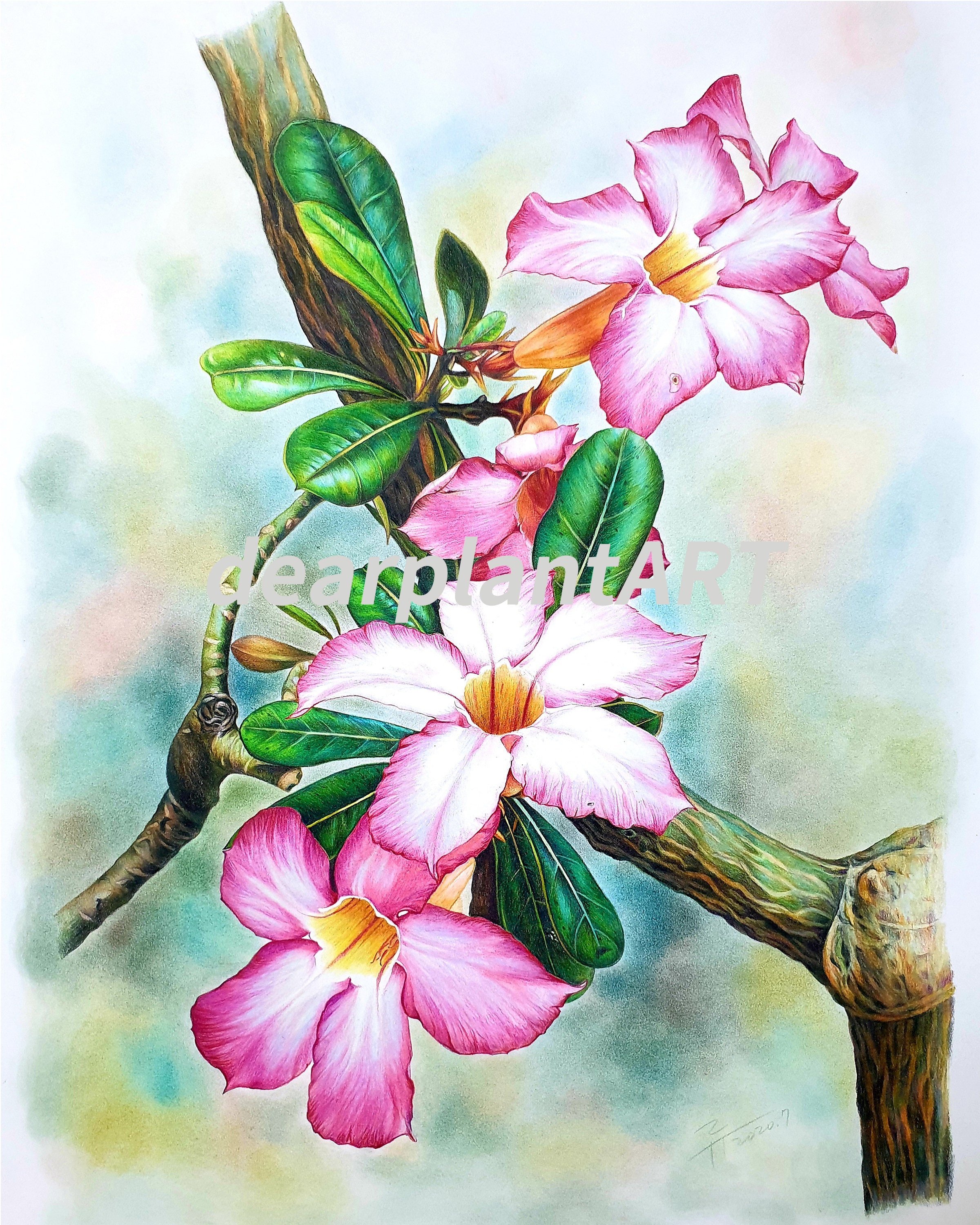Desert Rose Flower Prints, Colored Pencil Drawing, Printable Art ...