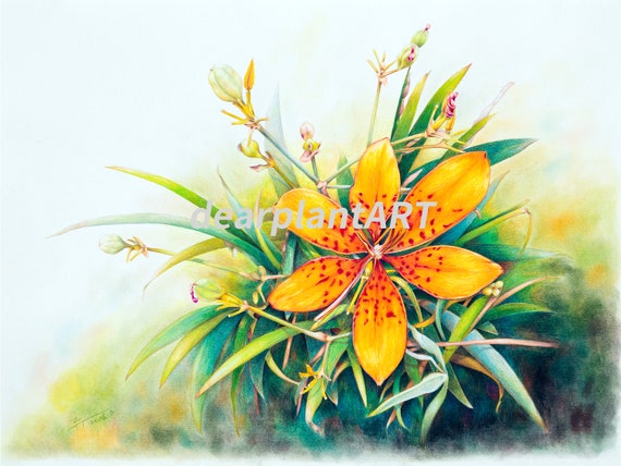 Pencil Drawings Of Tiger Lilies