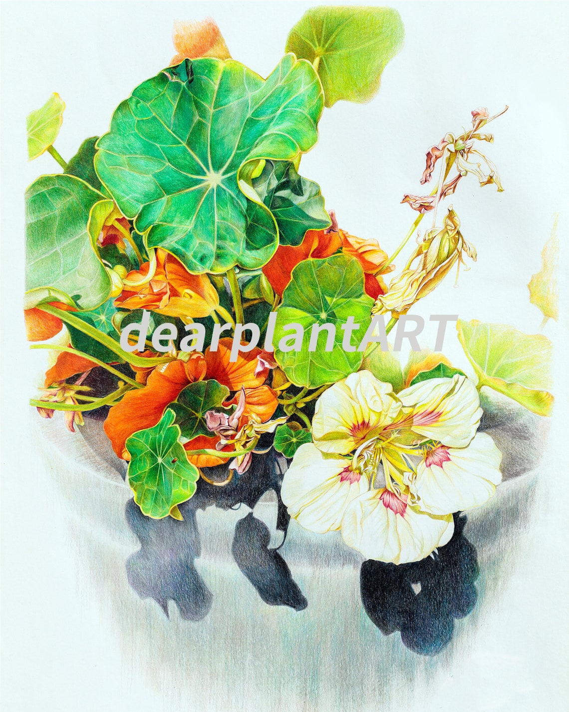 Nasturtium Flower Prints, Colored Pencil Drawing, Printable Art, Floral ...
