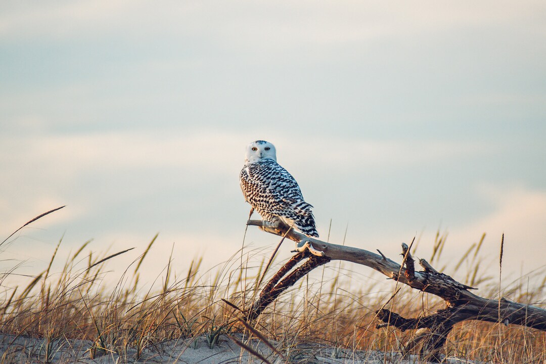Cape Cod Photography by Simplymekb - Un-framed Photo Print of a Snowy ...