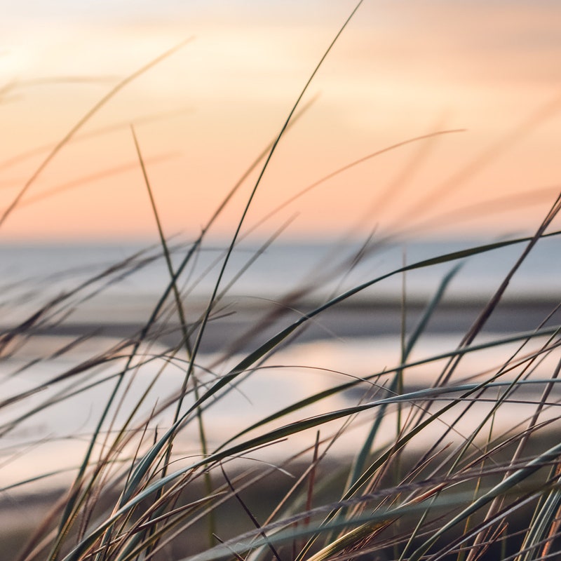 Beach Grass - Etsy