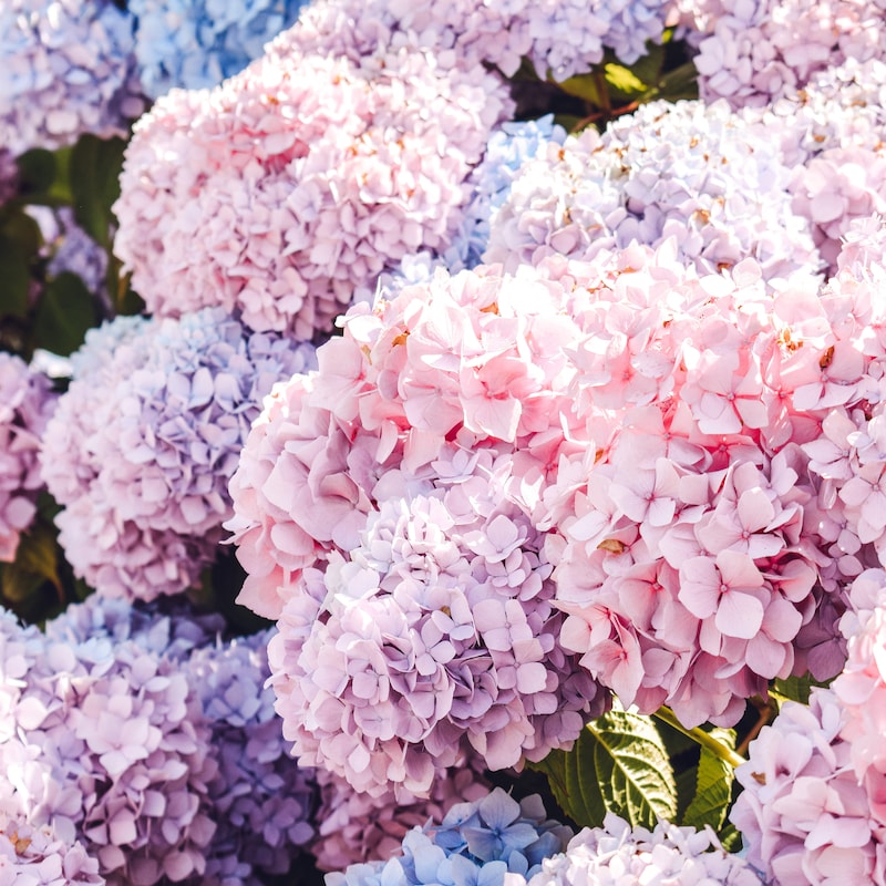 Hydrangea Print - Etsy