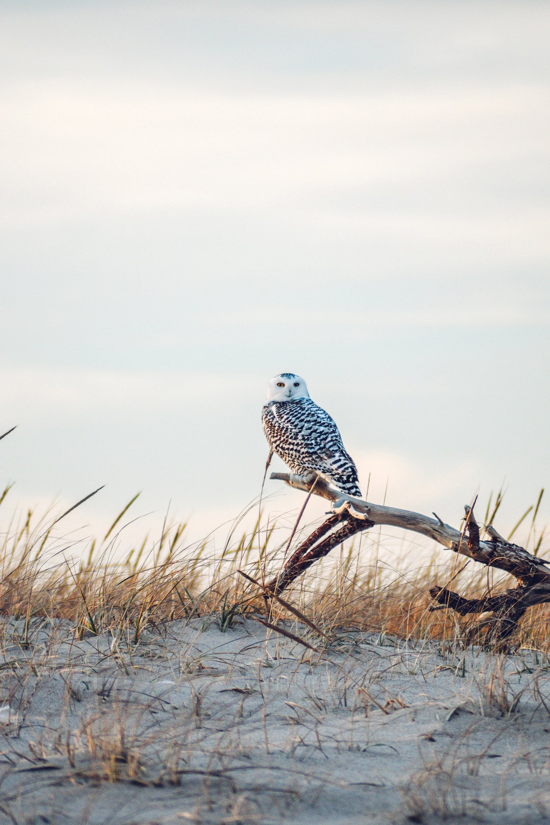 Cape Cod Photography by Simplymekb - Un-framed Photo Print of a Snowy ...