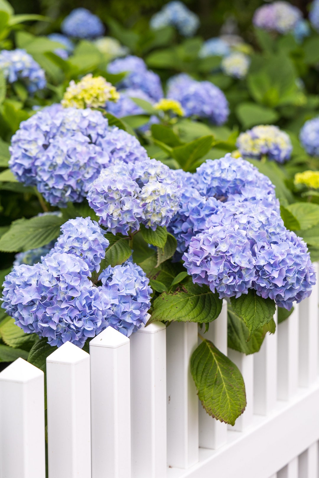 IMPERFECT SALE - Cape Cod Photography by Simplymekb - Un-framed 11x14 ...