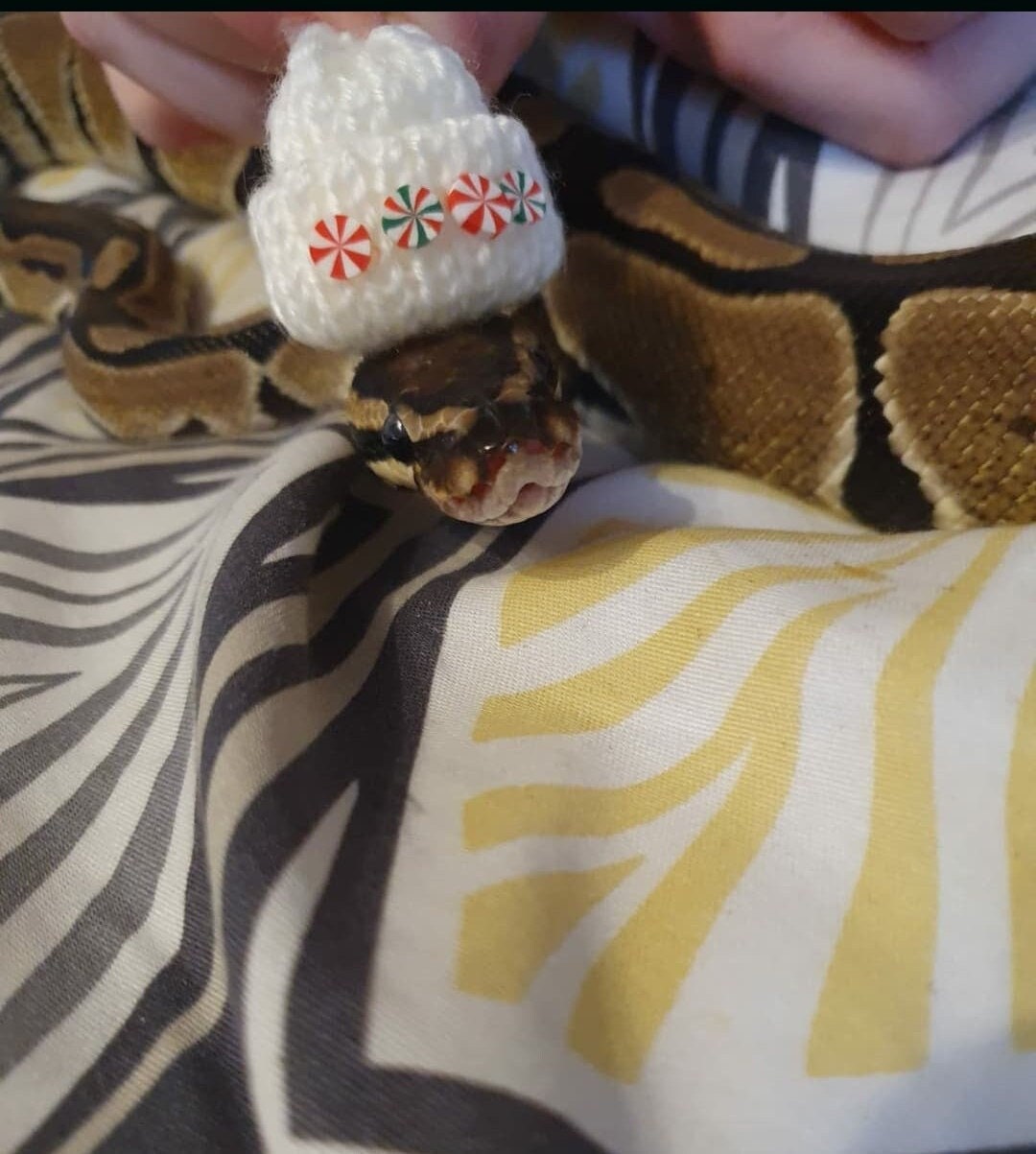 Peppermint Swirl // Knitted Candy Cane Mini Pets Hat for Frog Gecko ...