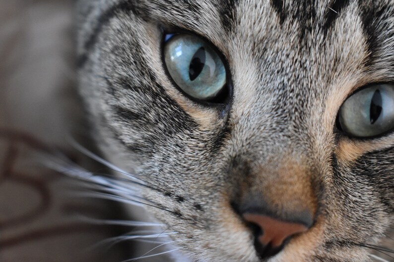 Tabby Cat PHOTO Print Gloss Matte A5, A4, A3, Pet - Etsy Australia