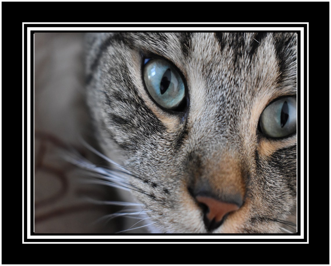 Tabby Cat PHOTO Print Gloss Matte A5, A4, A3, Pet - Etsy Australia