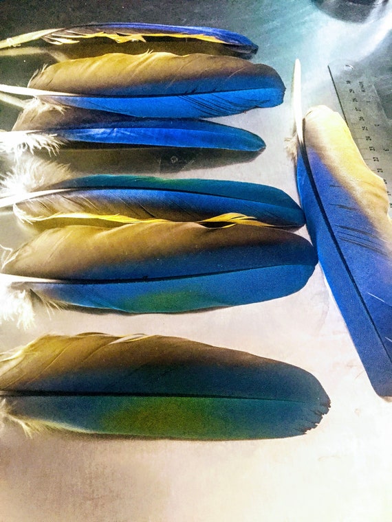 Lot of 7 Macaw Feathers 8 Inches - Etsy