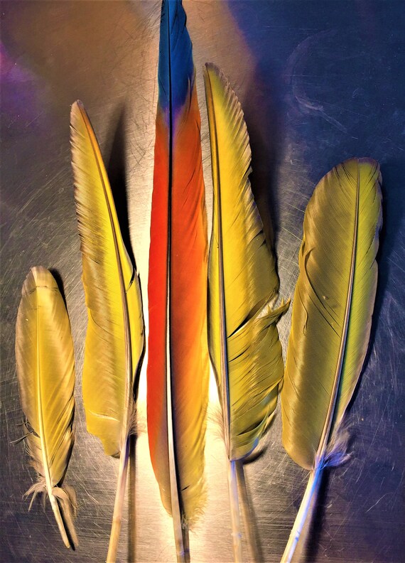 5 Macaw Feathers - Etsy