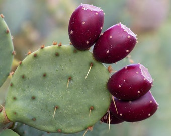 Prickly Pear Cactus - Etsy