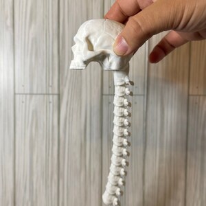 Articulated Skull and Spine Fidget Toy, Halloween Desk Decor - Etsy