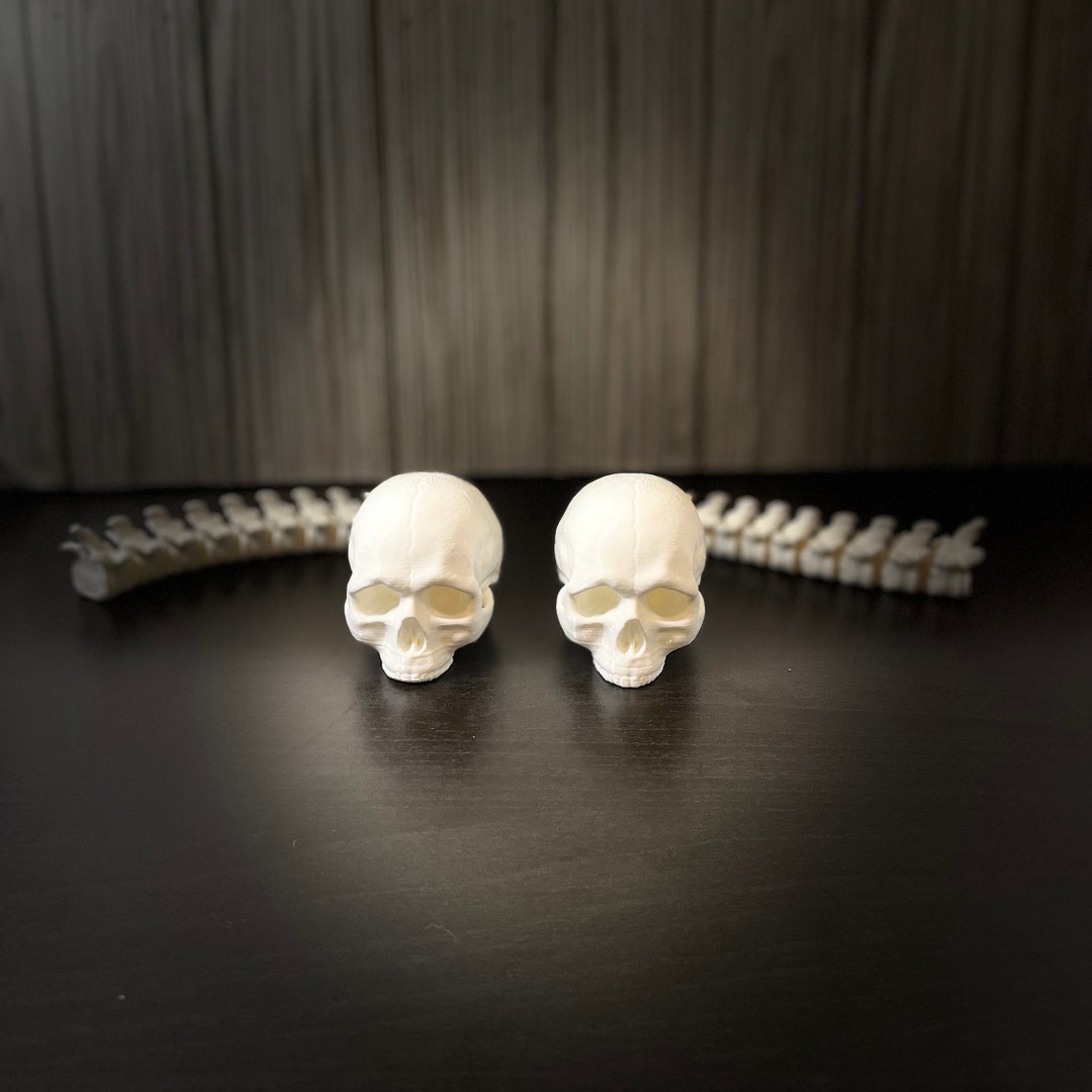 Articulated Skull and Spine, Fidget Toy, Fake Skeleton, Halloween Desk ...