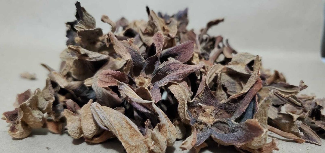 Flor De Manita Devils Hand Flower Herbal Tea Chiranthodendron ...