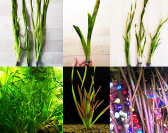 Red Aquarium Plants | Etsy