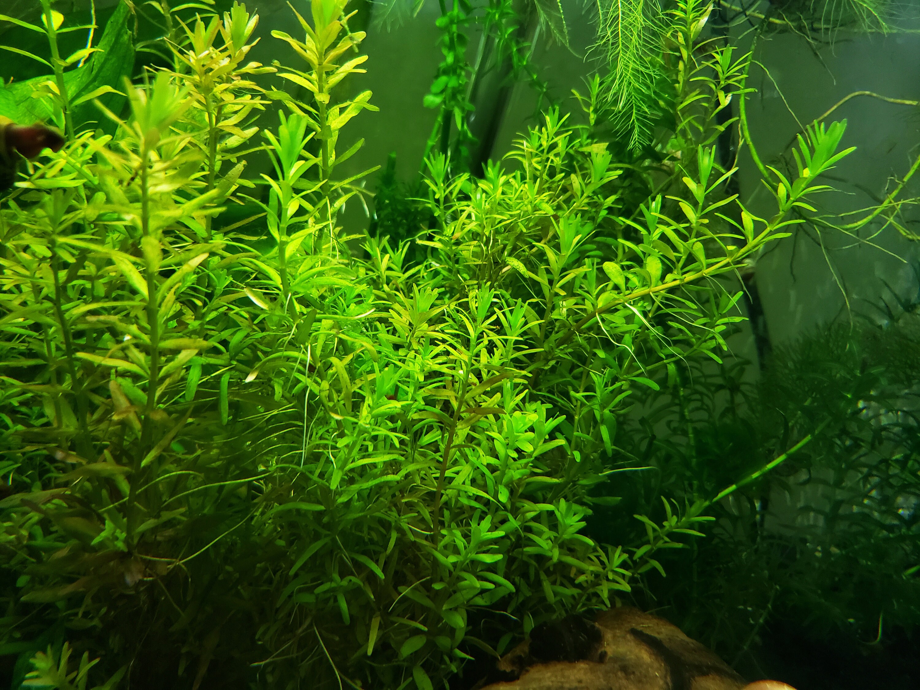 Rotala Indica Red