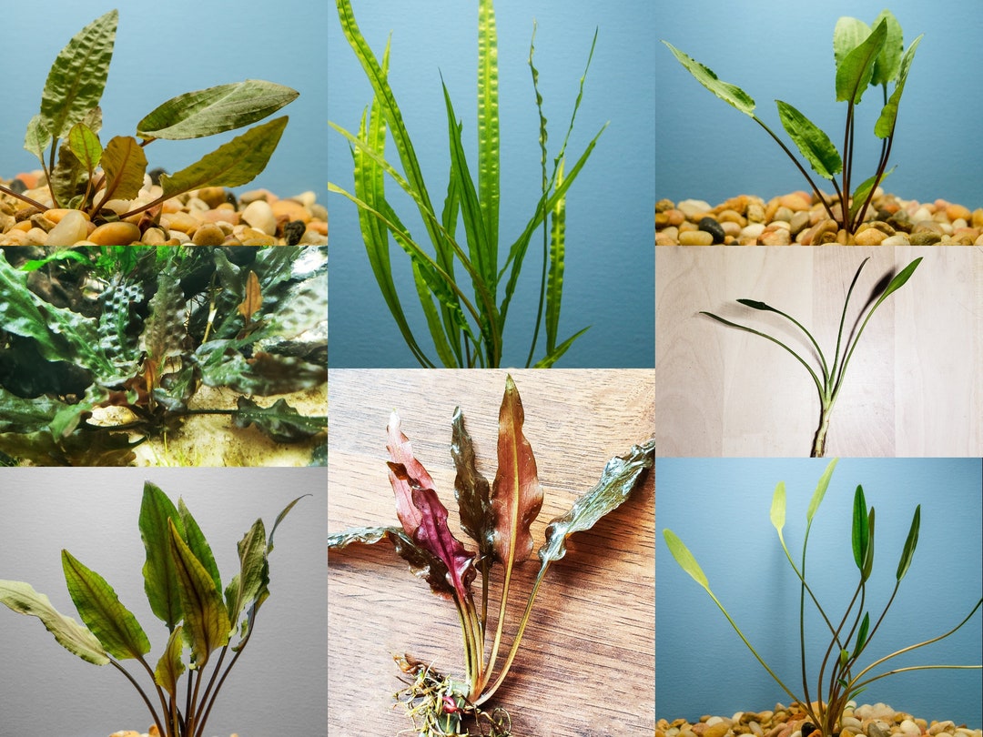 Crypt Plants Cryptocoryne Wendtii Red Brown Parva - Etsy